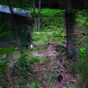 Born To Lurch | Shed Theory Lyrics, Meaning & Videos