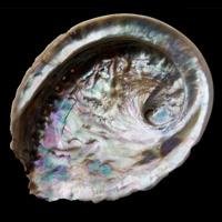 Die See music, videos, stats, and photos | Last.fm