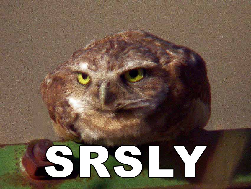 Srsly Owl