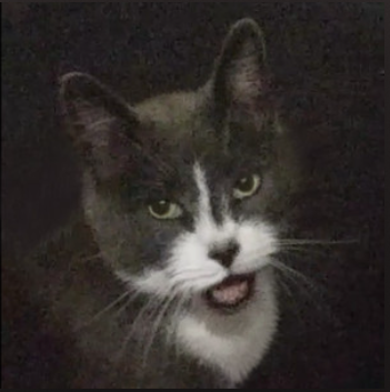 SandyFlower’s Music Profile | Last.fm