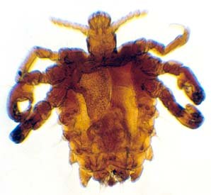 Flatlus music, videos, stats, and photos | Last.fm