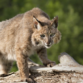 Bobcat_10’s Music Profile | Last.fm