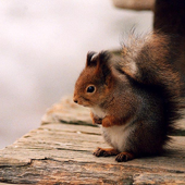 LSD-Astronaut’s Music Profile | Last.fm