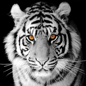 Jedoo’s Music Profile | Last.fm